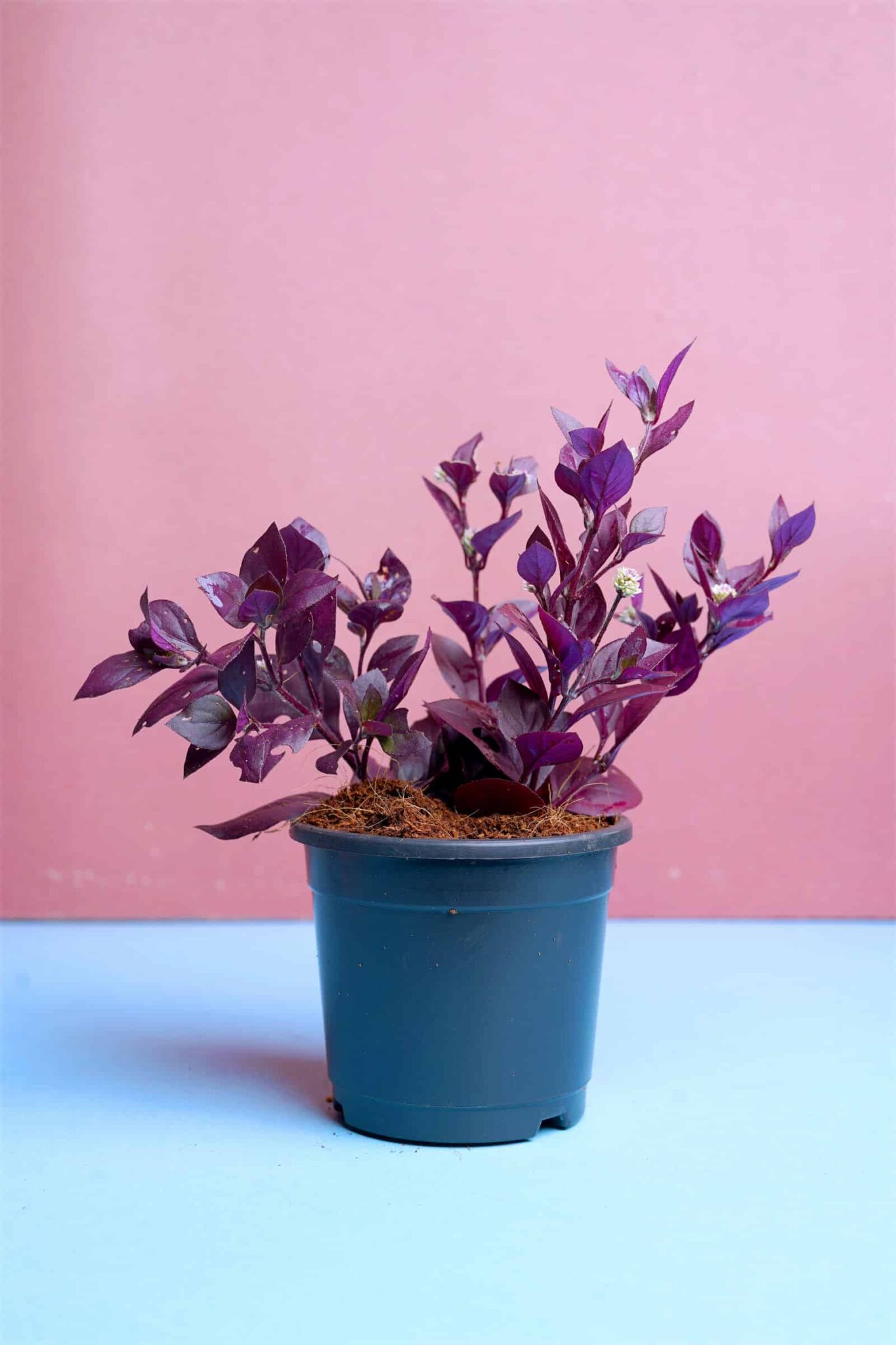 Excellent Garlic vine plant - srplantnursery